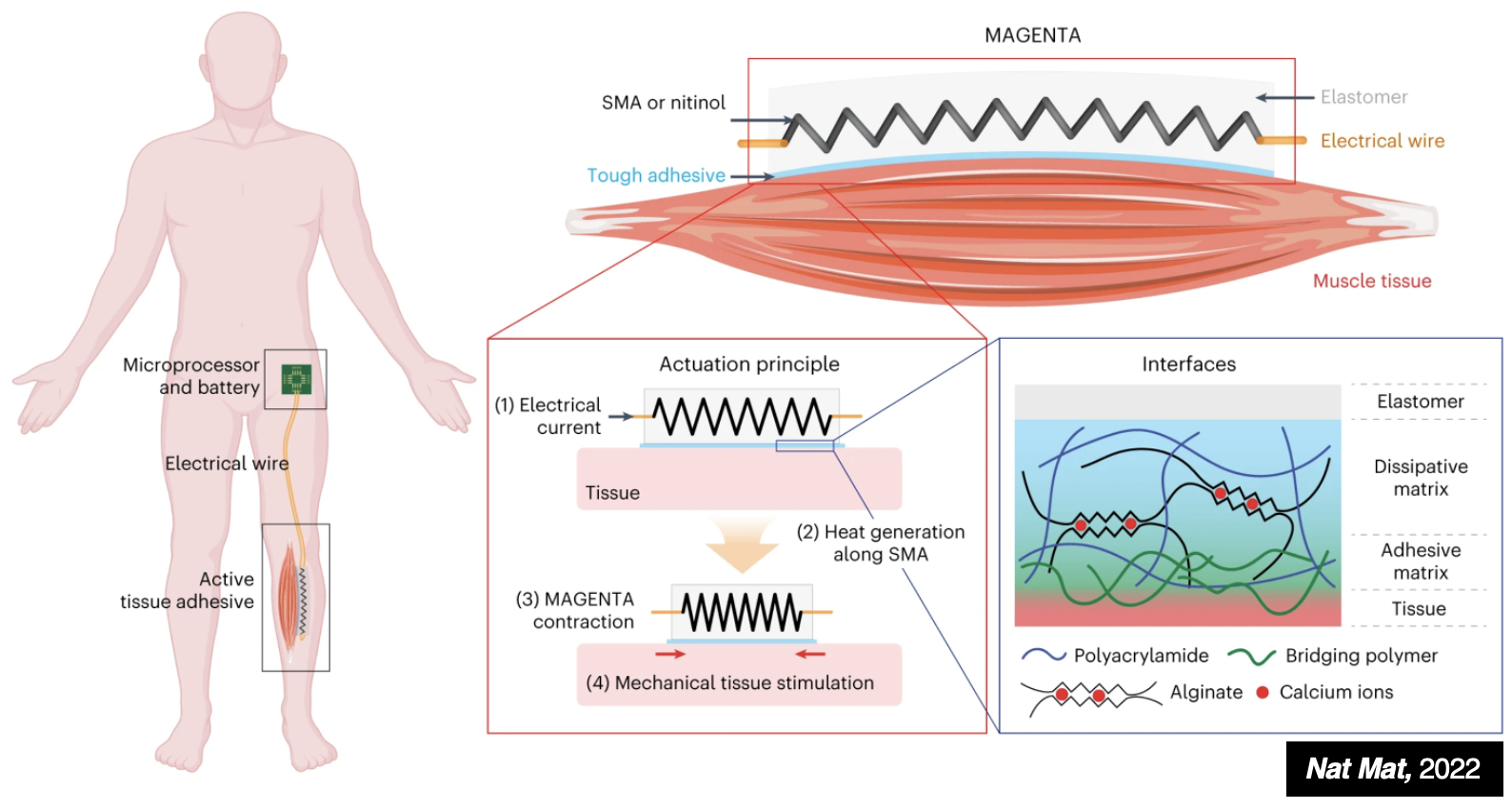 Research areas – Multiscale Mechano-Medicine Laboratory