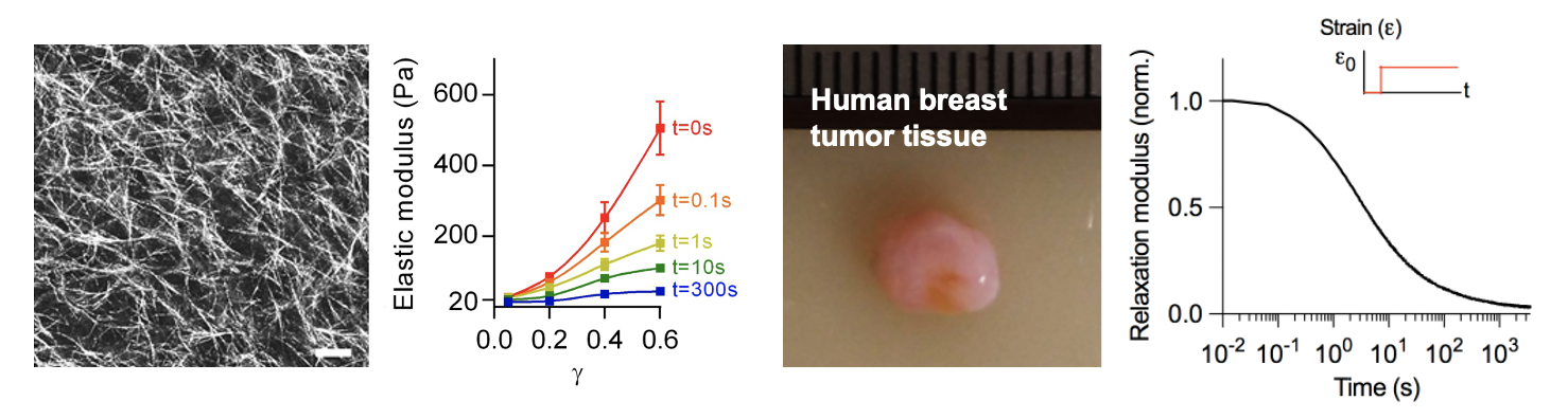 Research areas – Multiscale Mechano-Medicine Laboratory