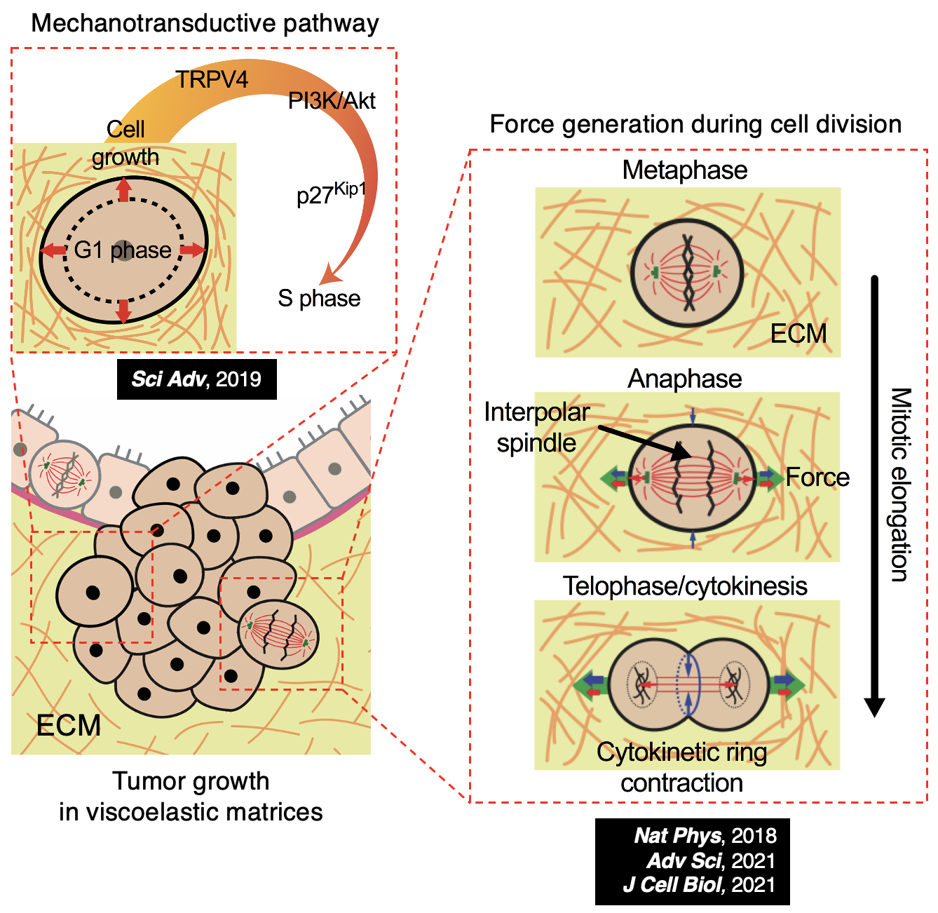 Research areas – Multiscale Mechano-Medicine Laboratory